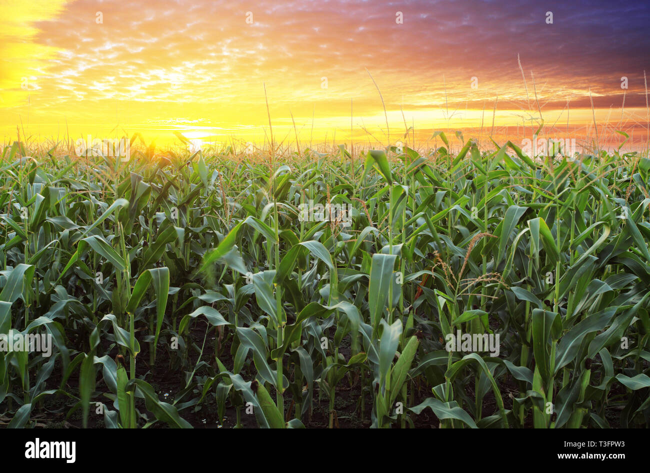 Beautiful corn field sunset hi-res stock photography and images - Alamy