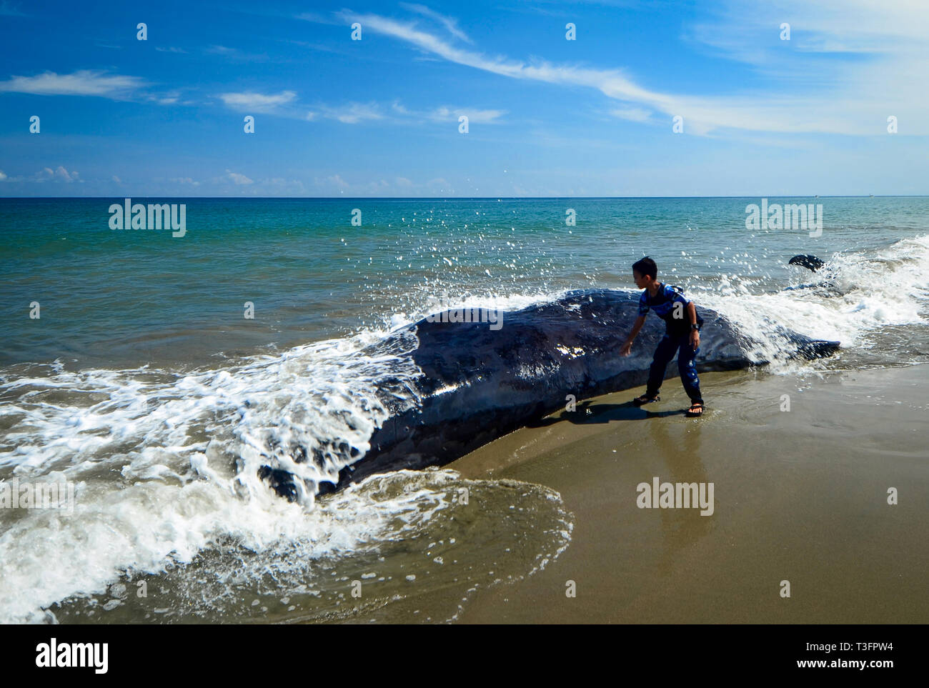 Sperm Whale Hunting High Resolution Stock Photography and Images - Alamy