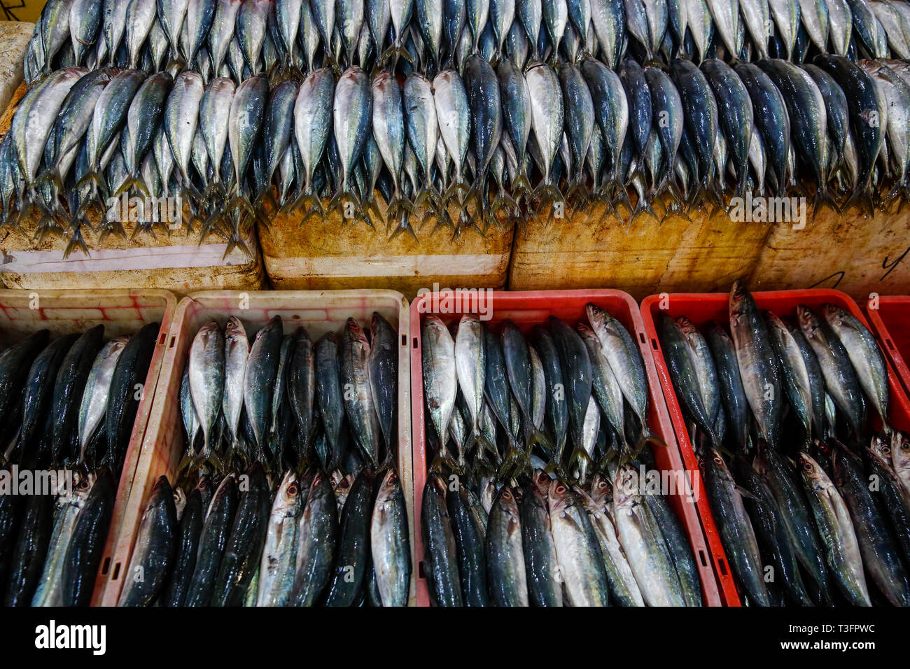 Central fish market in Colombo, Sri Lanka Stock Photo - Alamy