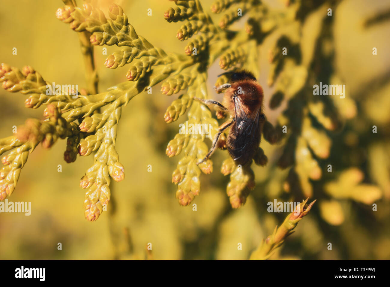 Bee resting hi-res stock photography and images - Alamy