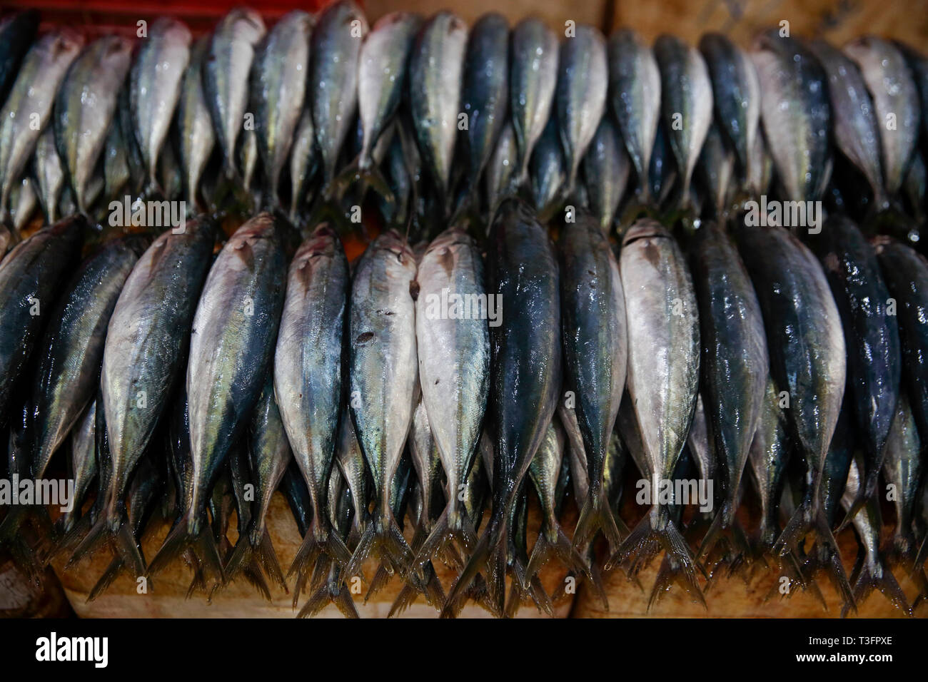 Central fish market in Colombo, Sri Lanka Stock Photo - Alamy