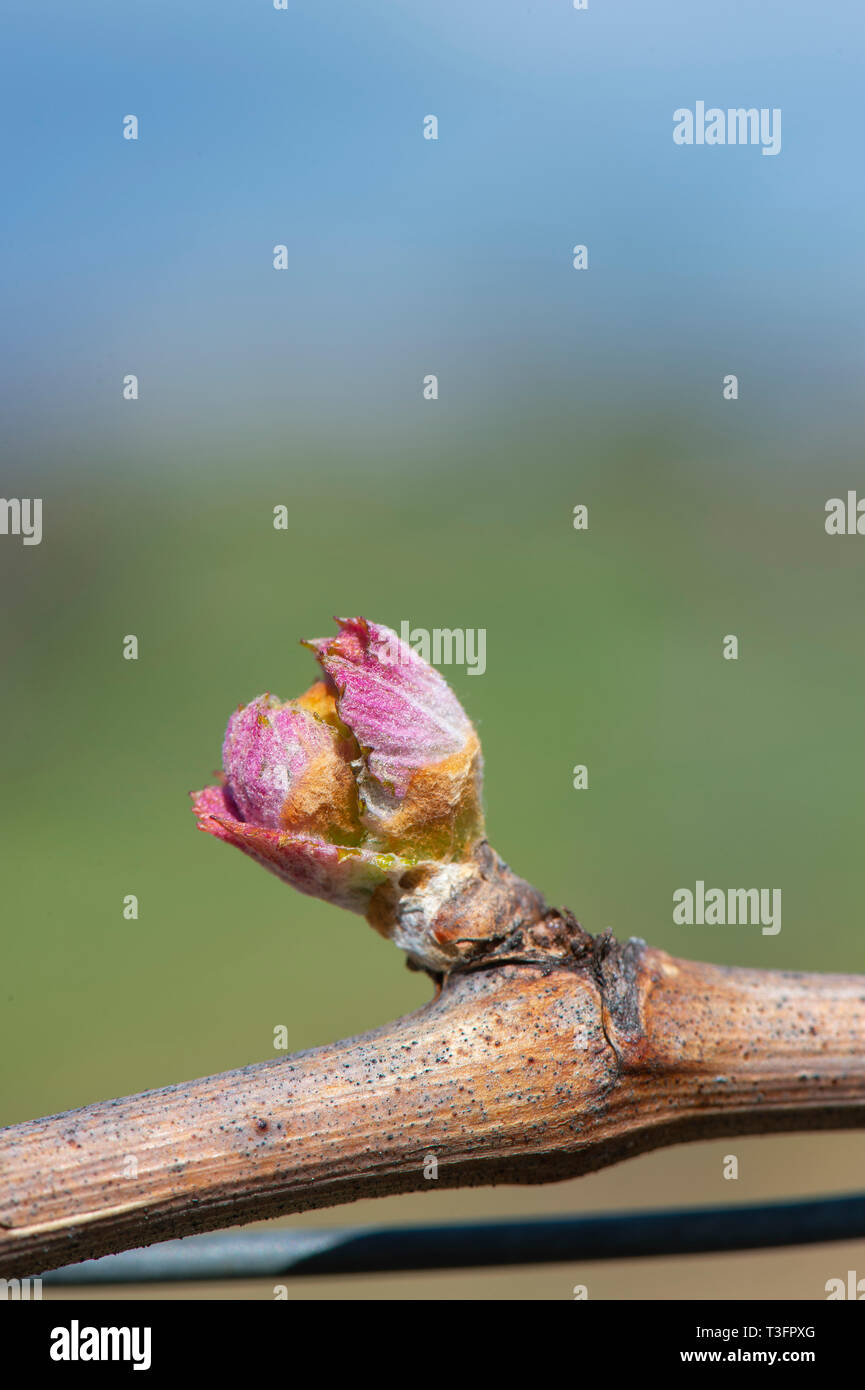 First spring leaves on a trellised vine growing in vineyard, Bordeaux ...