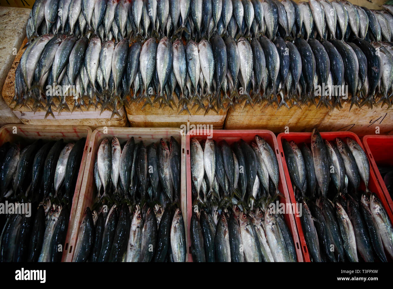 Central fish market in Colombo, Sri Lanka Stock Photo - Alamy