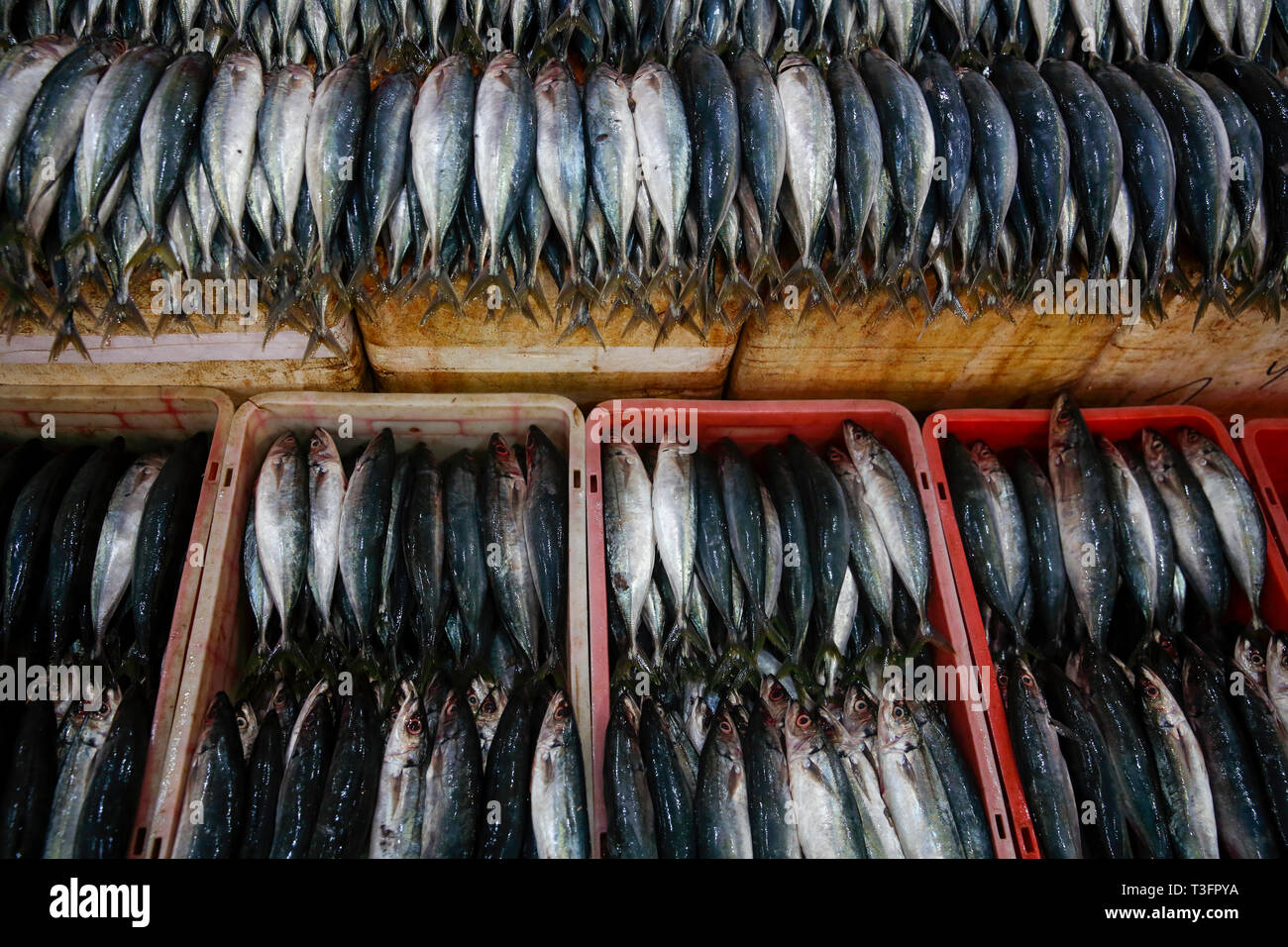 Central fish market in Colombo, Sri Lanka Stock Photo - Alamy