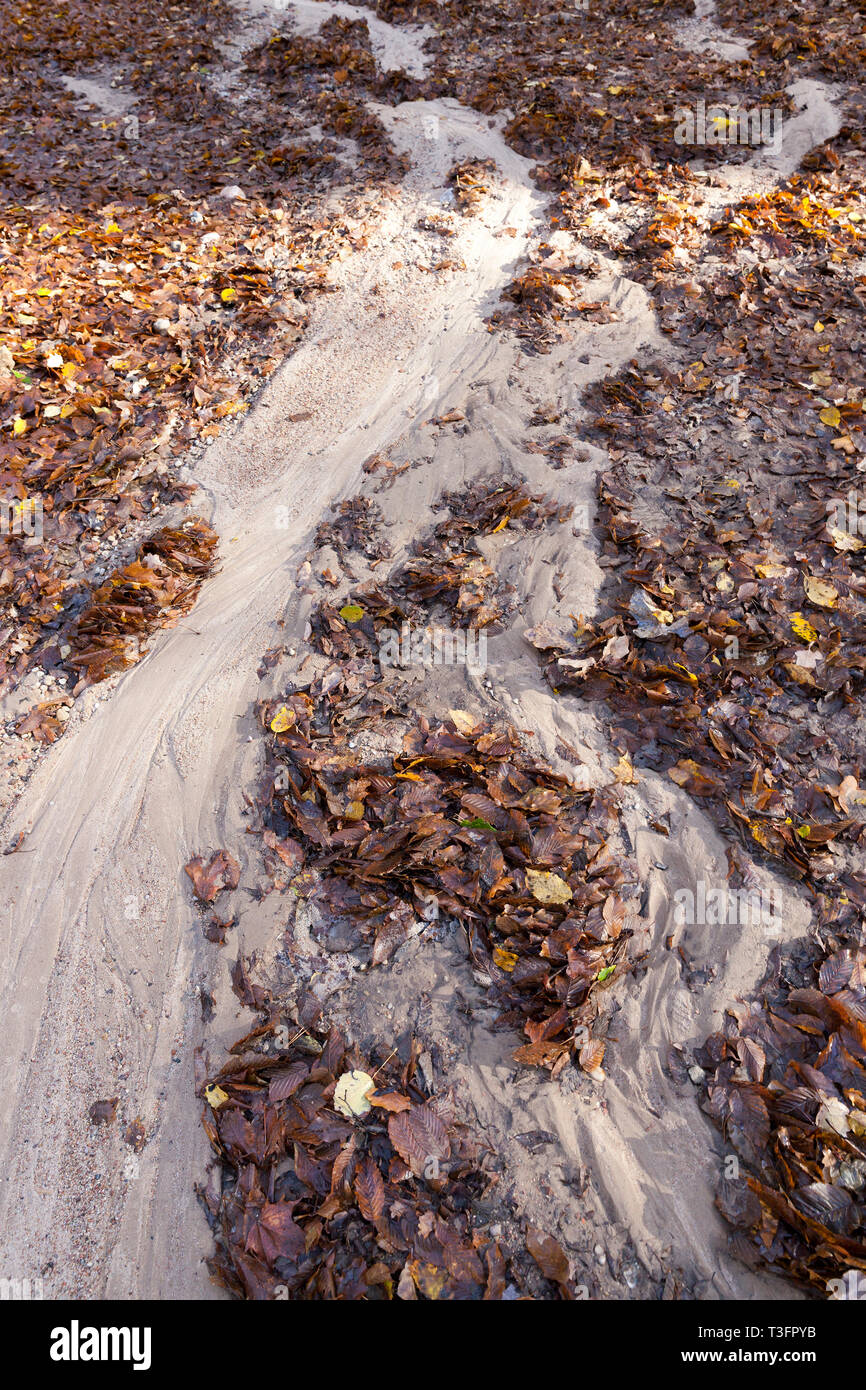 autumn season during the fall of the leaves, the change of nature is ...