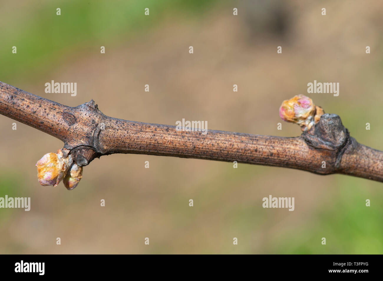 First spring leaves on a trellised vine growing in vineyard, Bordeaux ...