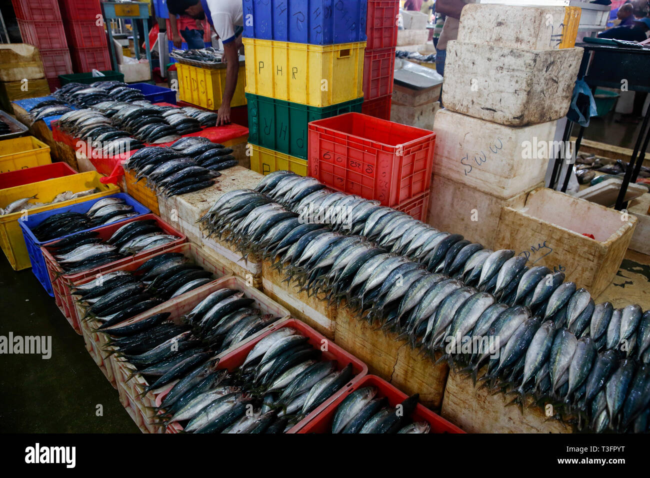 Central fish market in Colombo, Sri Lanka Stock Photo - Alamy