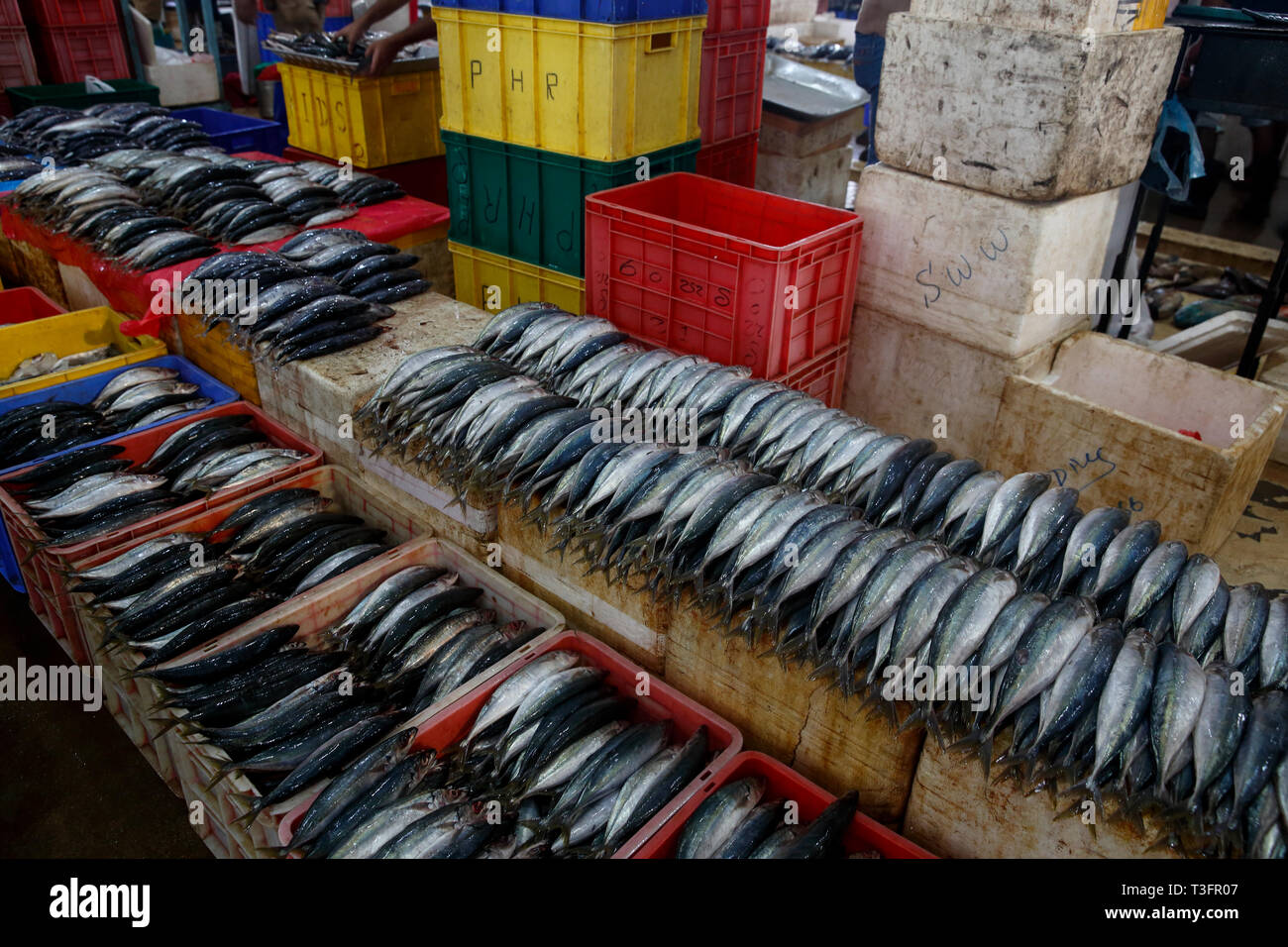 Central fish market in Colombo, Sri Lanka Stock Photo - Alamy
