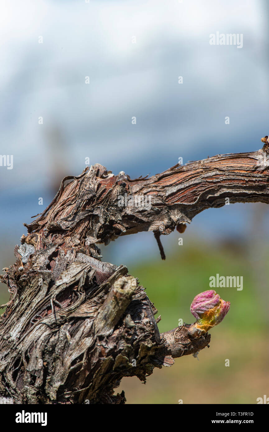 First spring leaves on a trellised vine growing in vineyard, Bordeaux ...