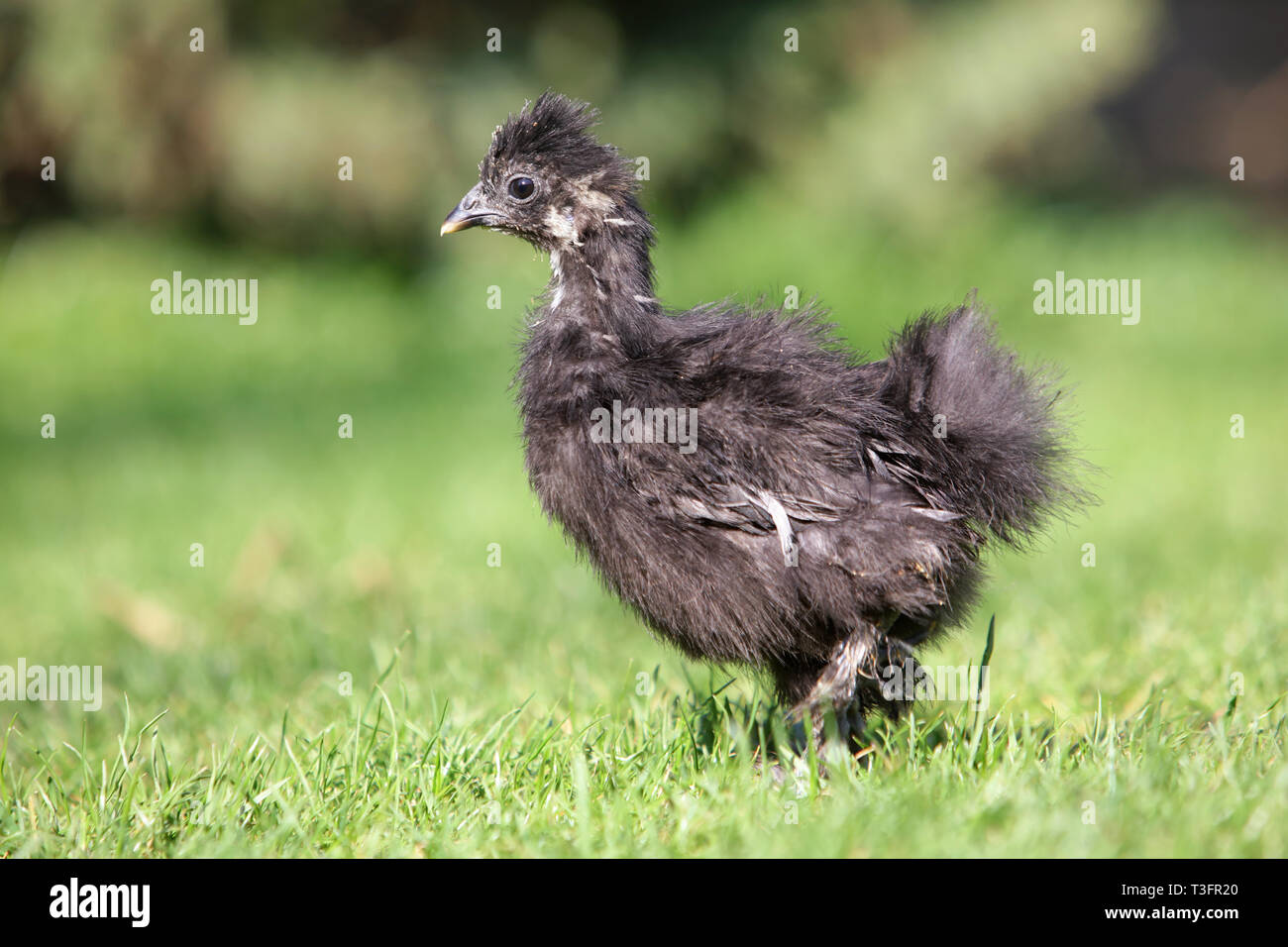 Bio chicken farm hi-res stock photography and images - Alamy