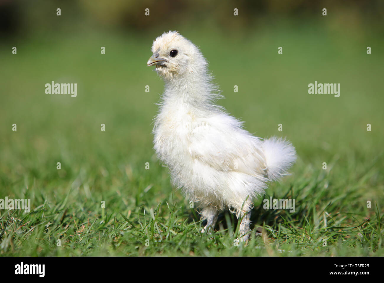 White silk chicken walking in a green garden in summer Stock Photo - Alamy