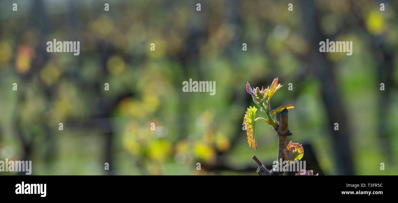 First spring leaves on a trellised vine growing in vineyard, Bordeaux ...