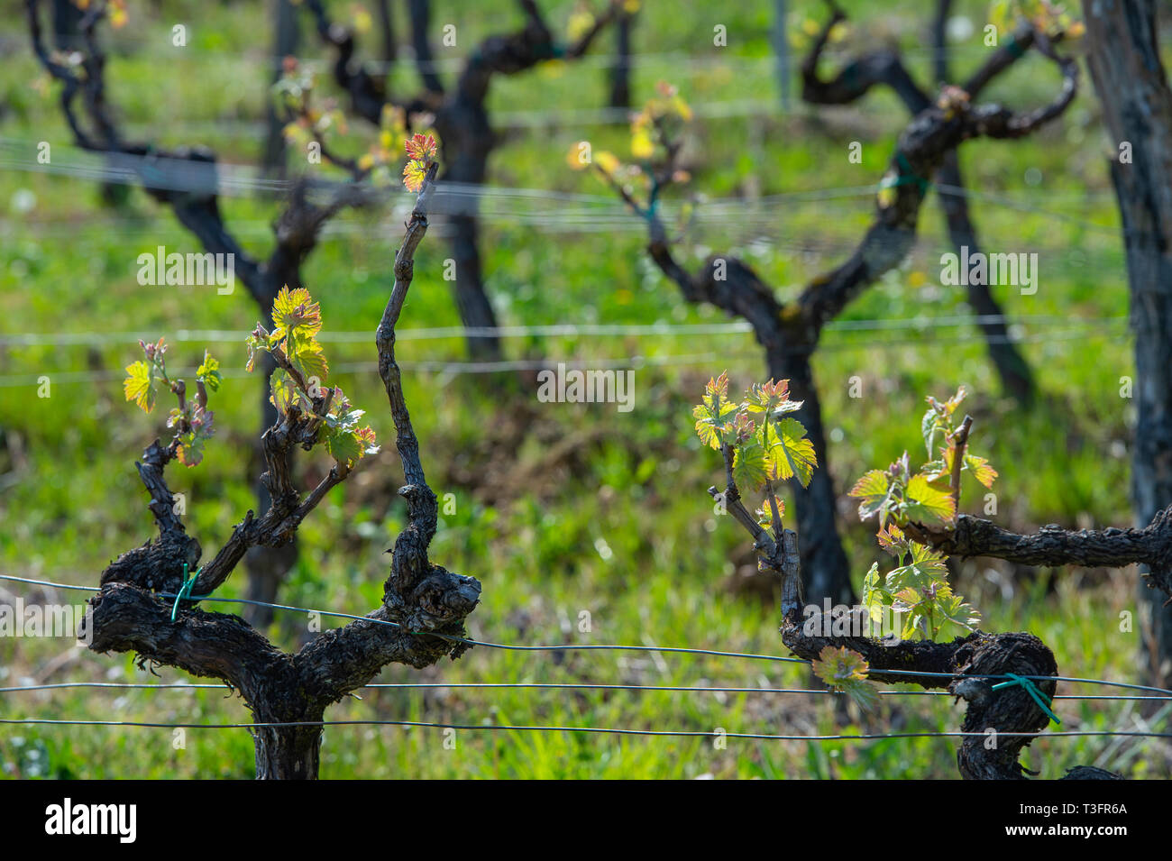 First spring leaves on a trellised vine growing in vineyard, Bordeaux ...