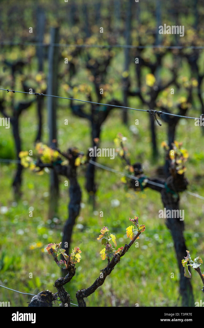 First spring leaves on a trellised vine growing in vineyard, Bordeaux ...