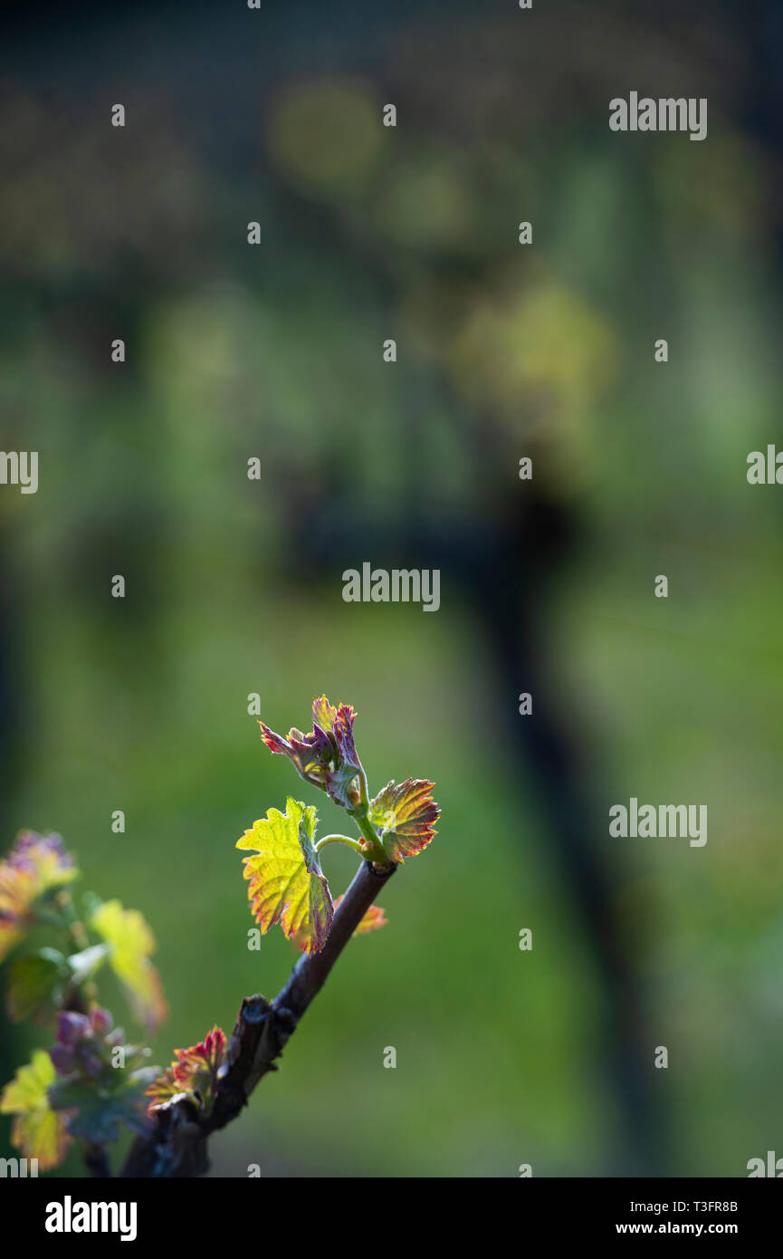 First spring leaves on a trellised vine growing in vineyard, Bordeaux ...