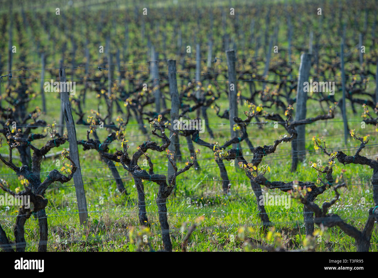First spring leaves on a trellised vine growing in vineyard, Bordeaux ...