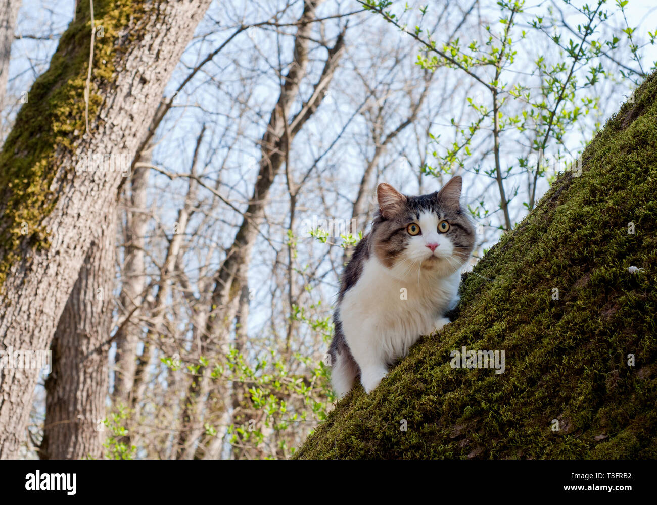 Beautiful cat Kurilian bobtail walks in the spring in the park on a ...