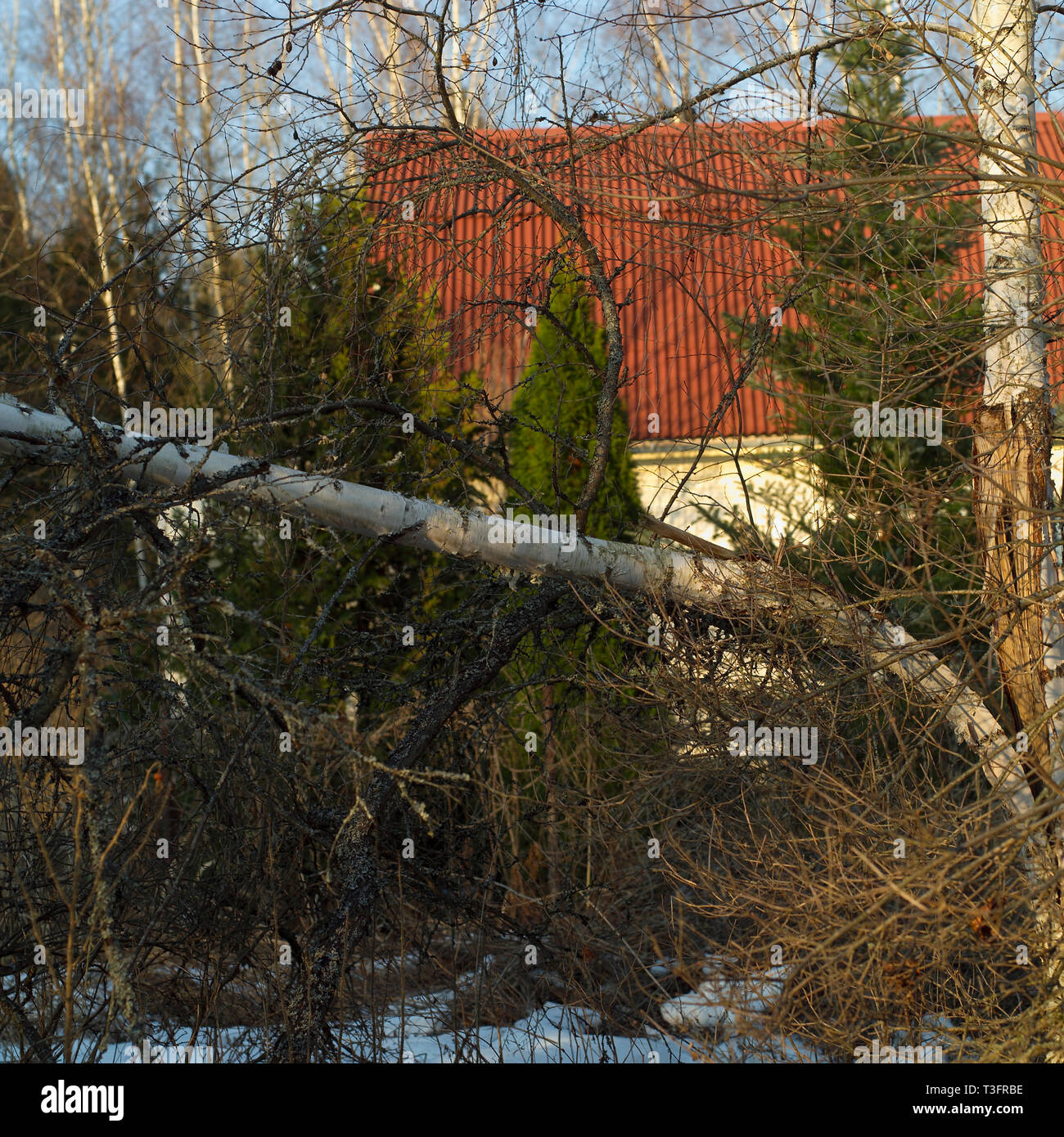 Split and fallen birch tree in a messy garden in front of the hose with ...