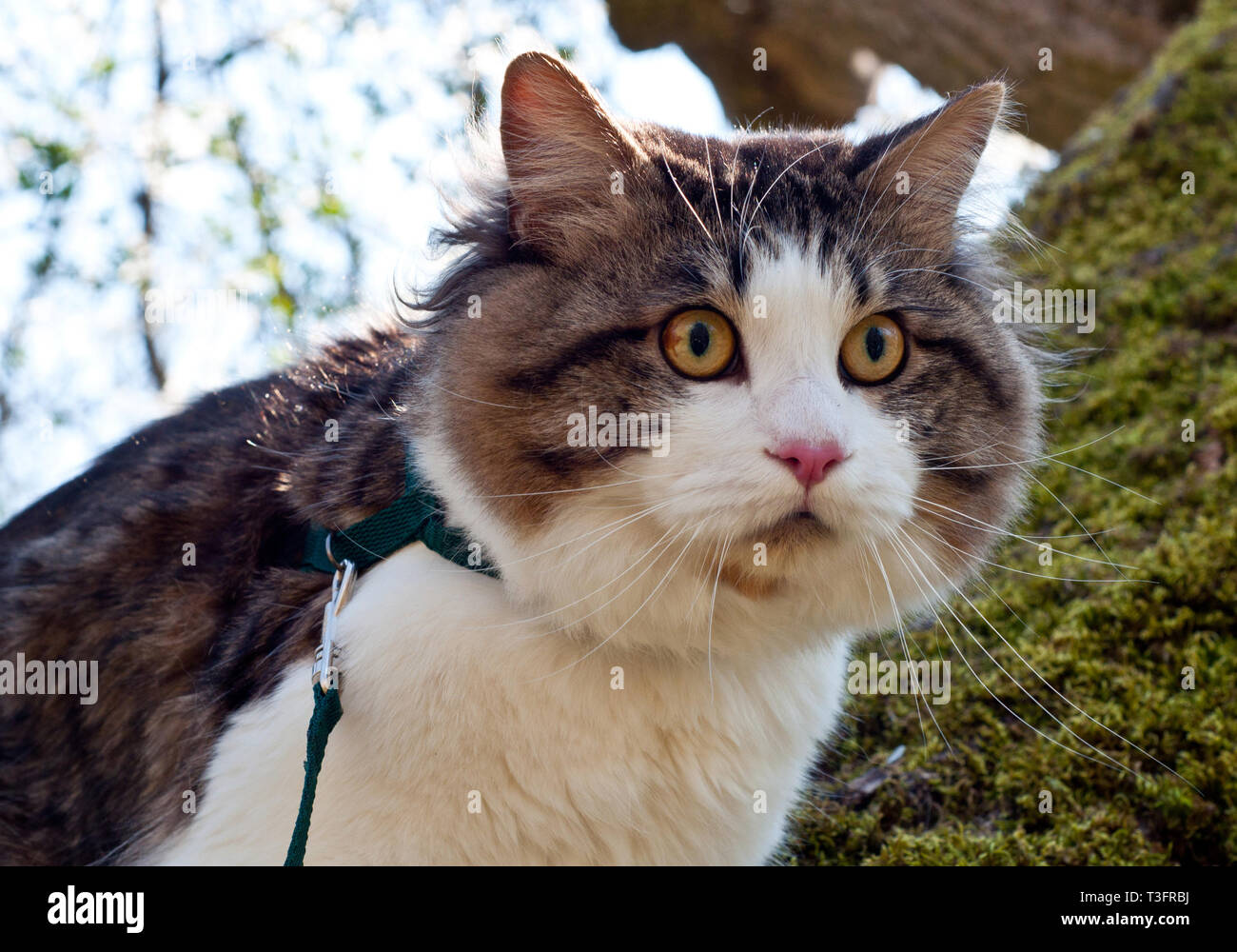 White bobtail hi-res stock photography and images - Alamy