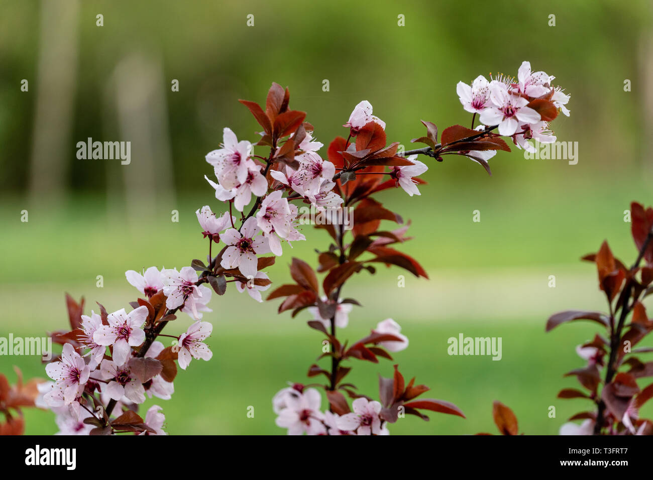 Blooming trees in early spring, blossom on tree branches in the park ...