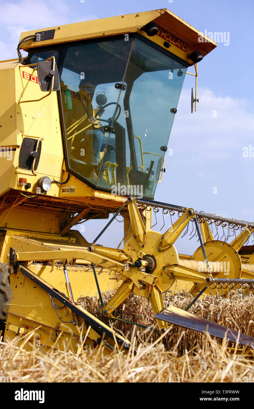 A large New Holland combine harvester cutting straw on a farm in ...