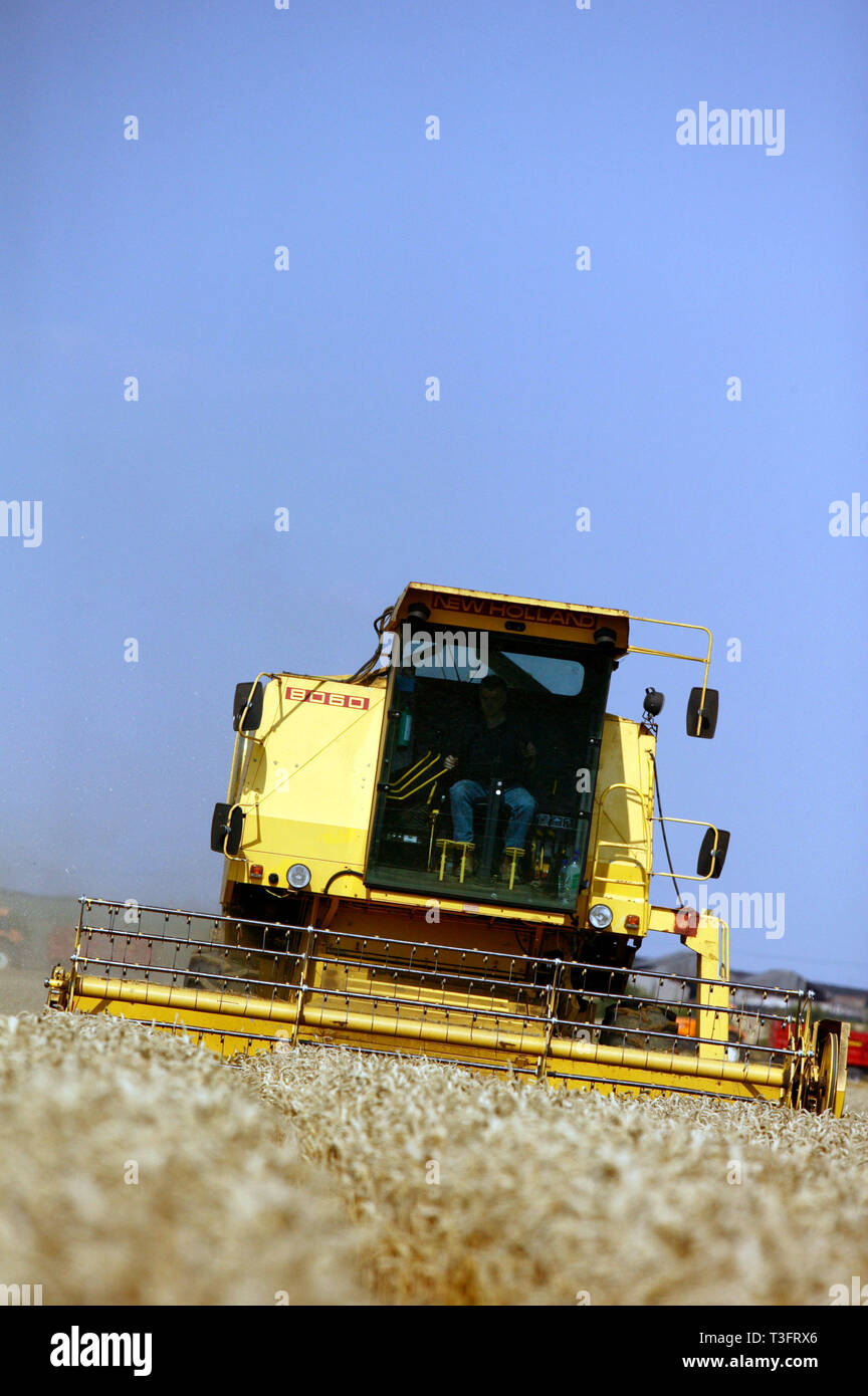 A large New Holland combine harvester cutting straw on a farm in ...