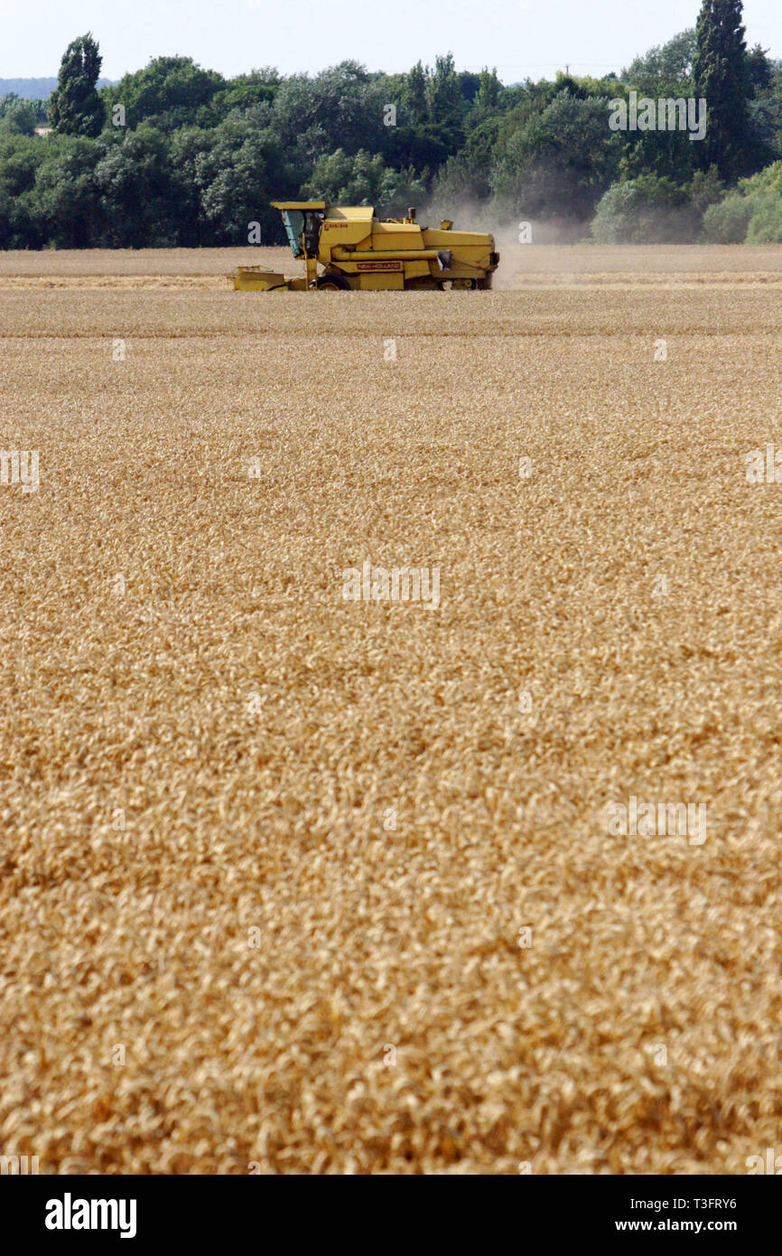 A large New Holland combine harvester cutting straw on a farm in ...