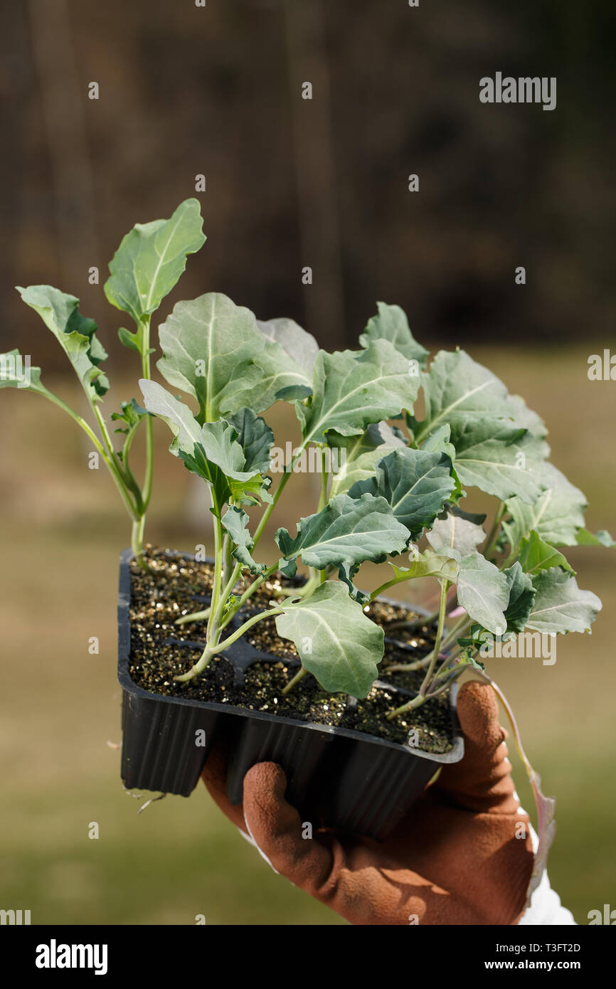 Organic broccoli seedlings collection prepared to be planted on the ...
