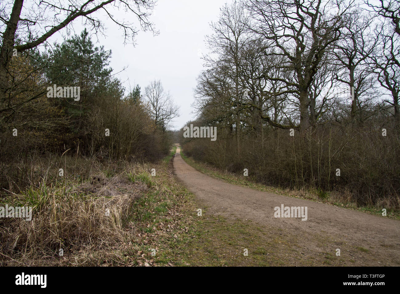 Spring in salcey forest hi-res stock photography and images - Alamy