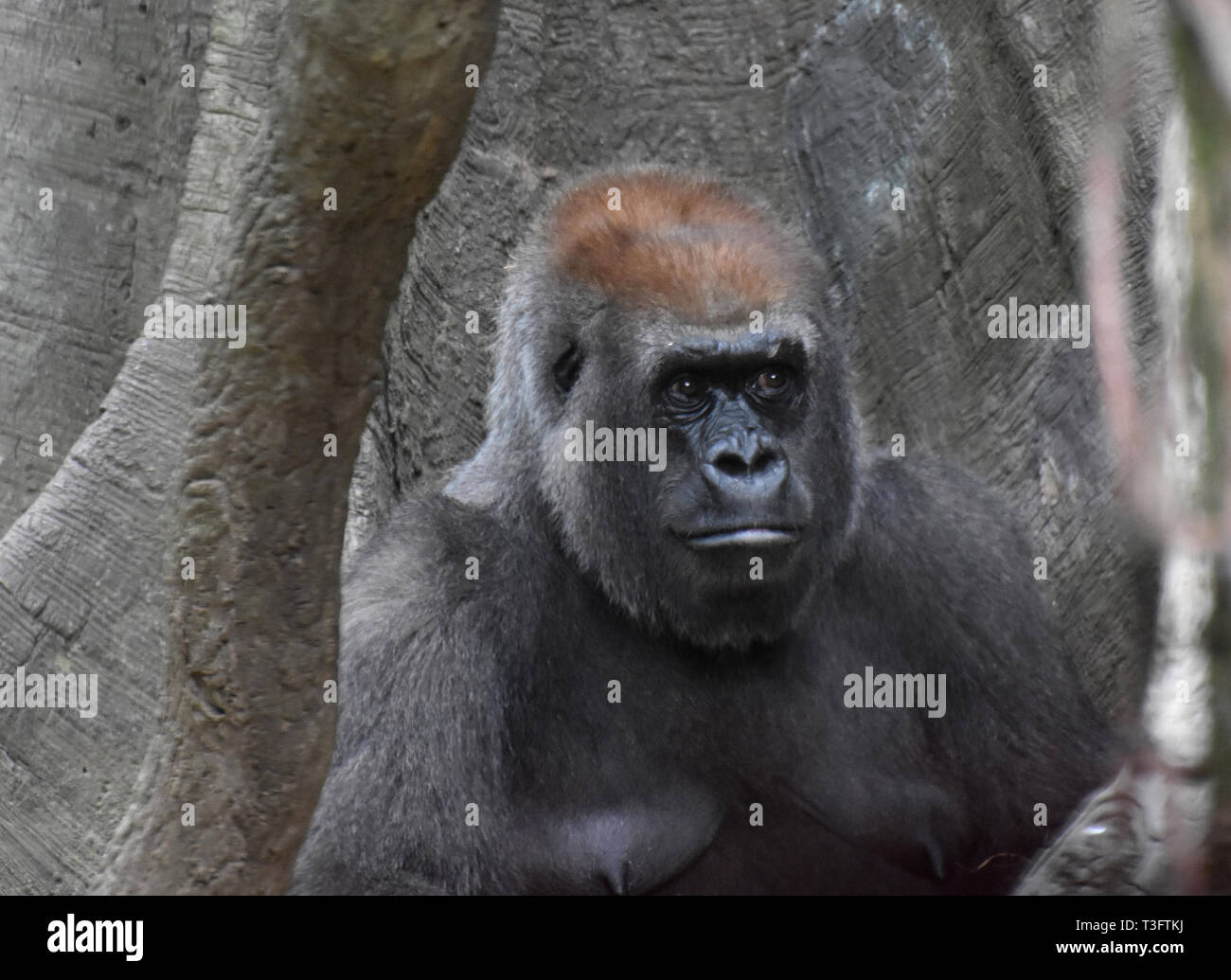 Serious mountain gorilla shown in shot from chest-up Stock Photo - Alamy