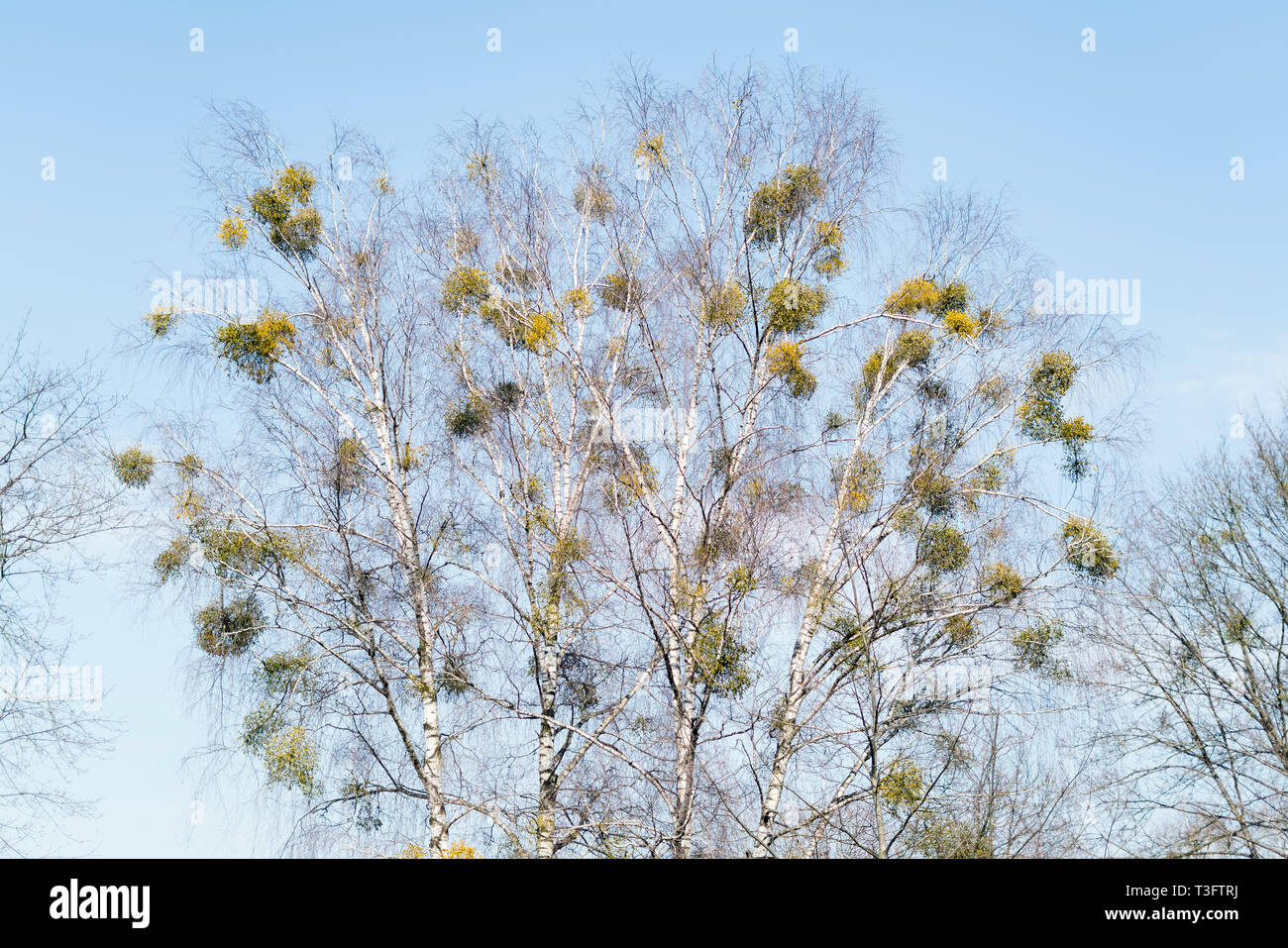 Many hemiparasitic shrubs of mistletoe on tree branches. Common ...