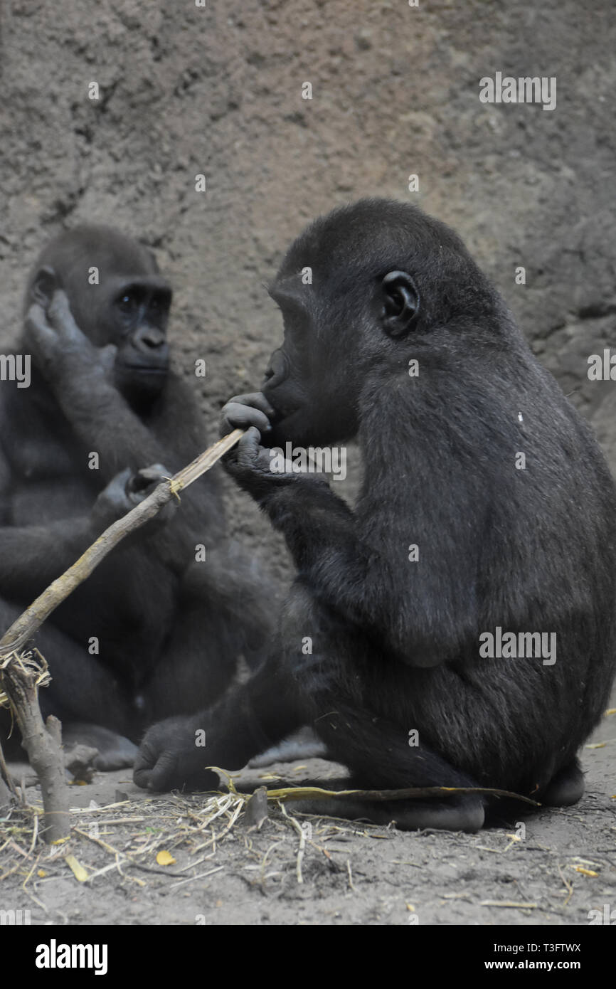 Pair of baby silverback gorillas going about their day Stock Photo - Alamy
