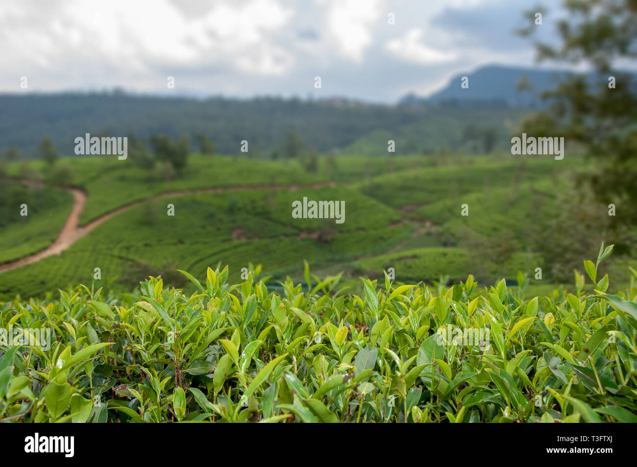 Tea plantation in Sri Lanka Stock Photo - Alamy