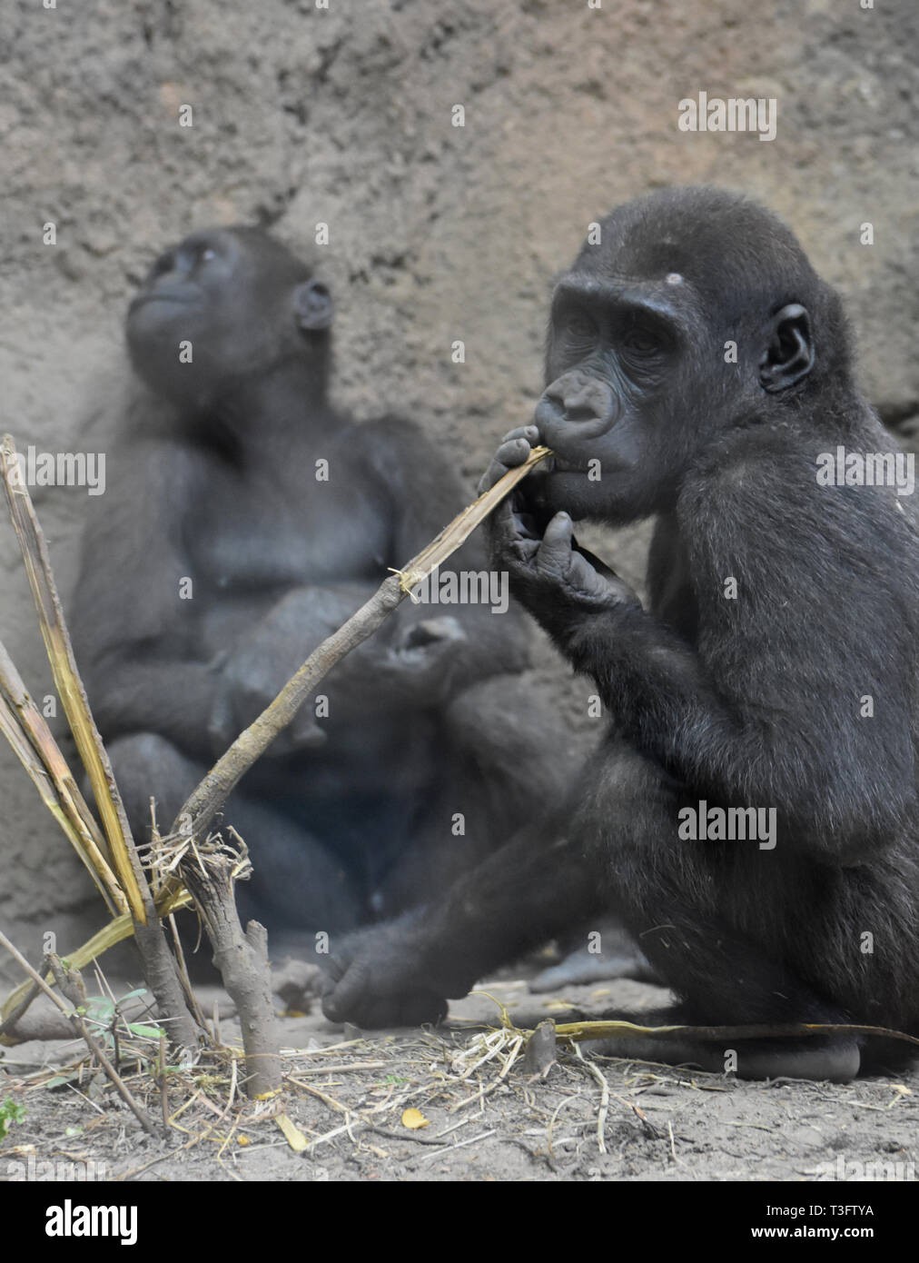 Young gorillas play hi-res stock photography and images - Alamy