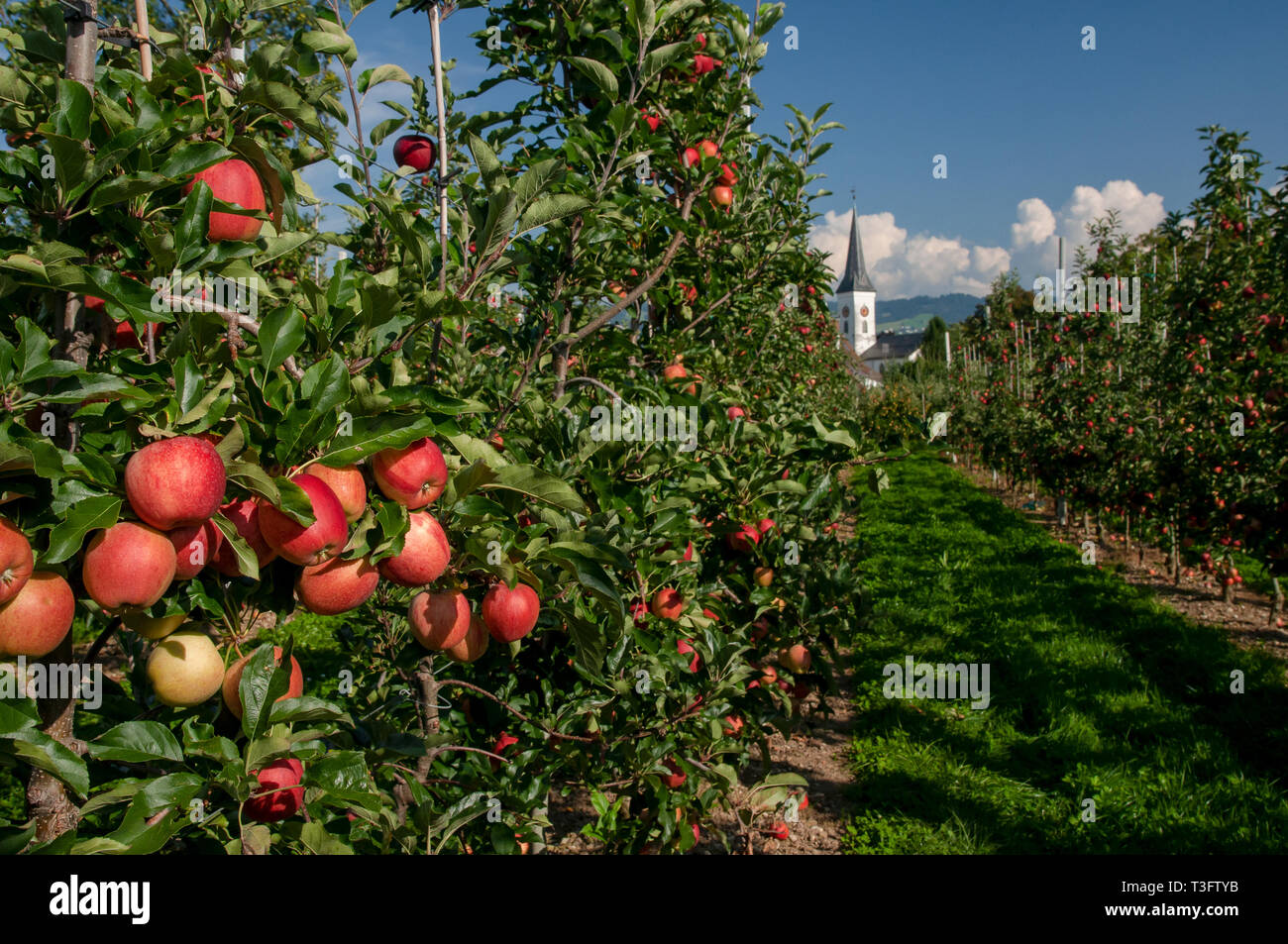 Apple trees with red ripe apples in Germany Stock Photo - Alamy