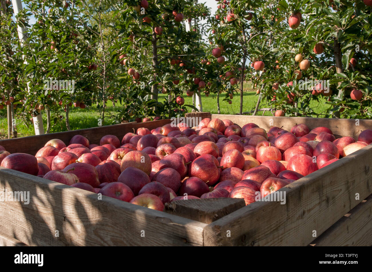 Apples tree variety red ripe hi-res stock photography and images - Alamy