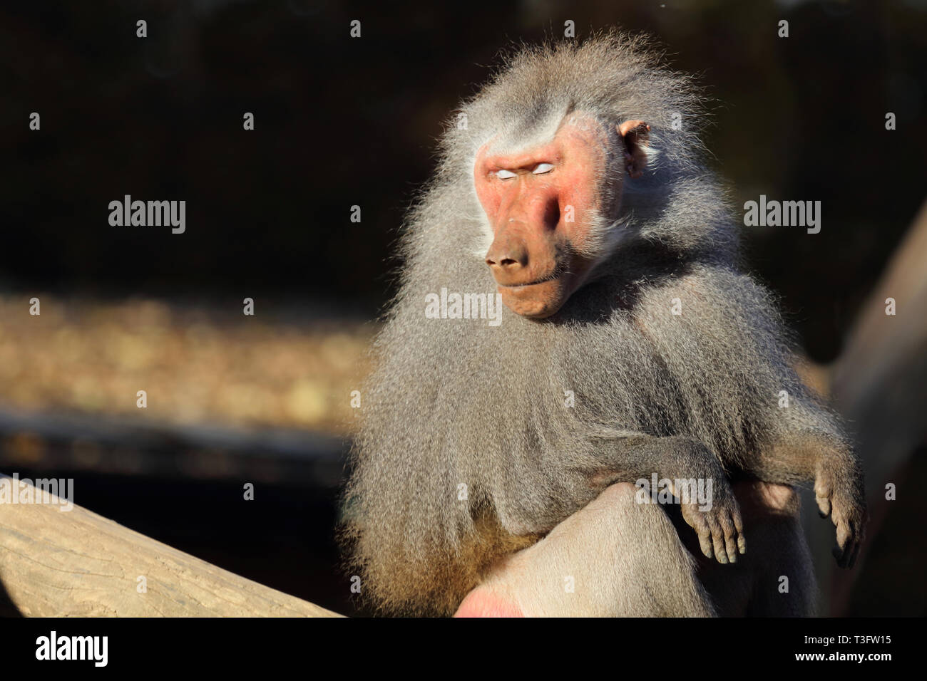 Mantelpaviane hi-res stock photography and images - Alamy