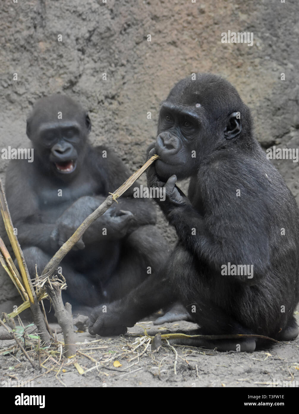 A pair of young silverback gorillas sitting together Stock Photo - Alamy