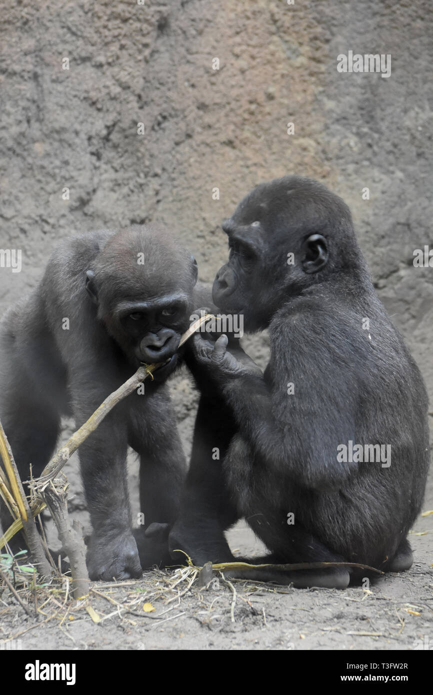 Baby silverback gorillas eating together Stock Photo - Alamy