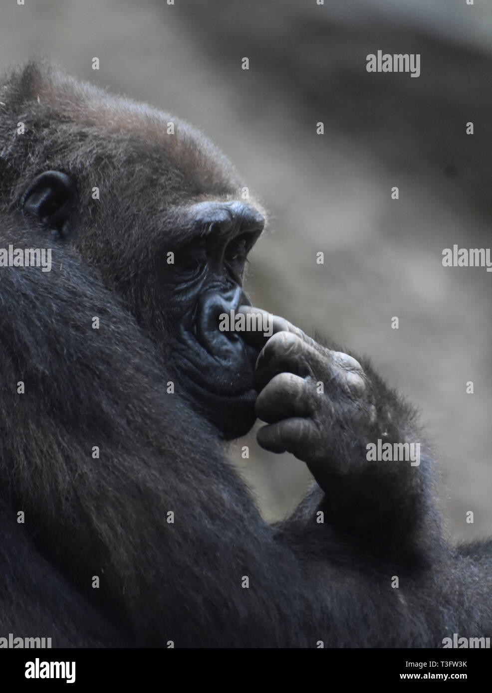 Adult Silverback Gorilla with Finger in its Nose Stock Photo - Alamy