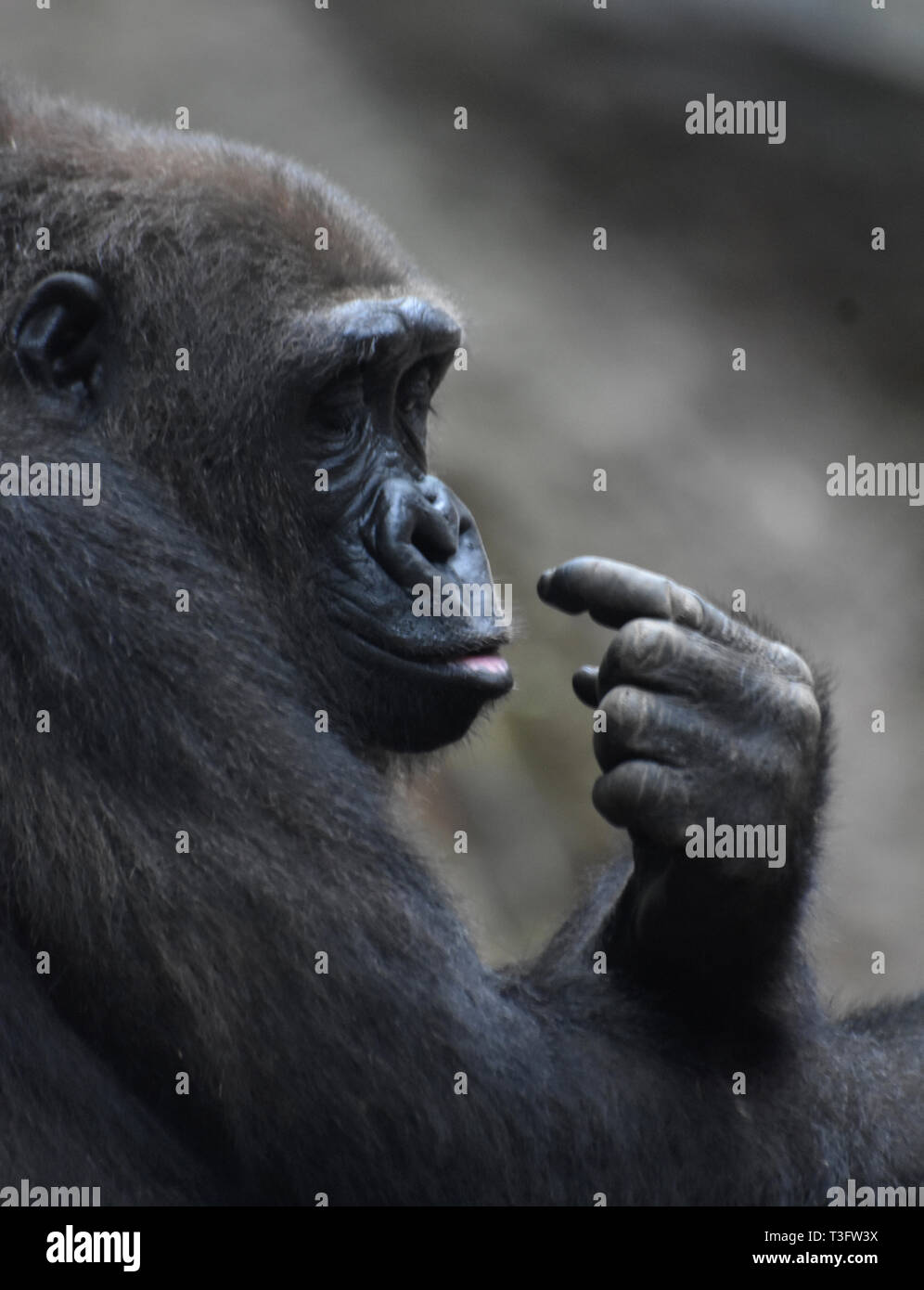 Fully grown mountain gorilla looking at its fingers with intrigued ...