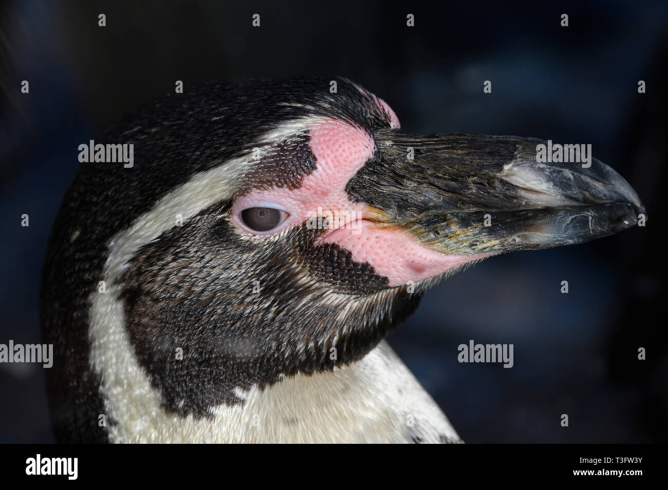 Penguin eye hi-res stock photography and images - Alamy