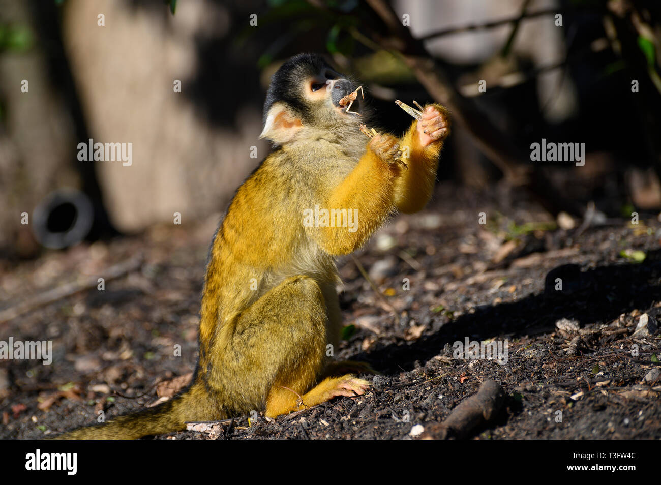 A Black-capped squirrel monkey eating an insect Stock Photo - Alamy