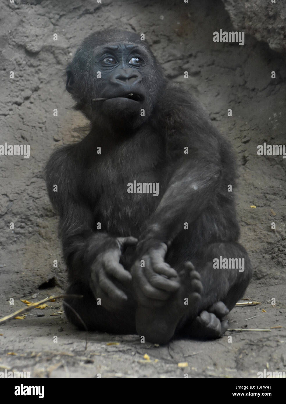 Adorable baby silverback with something in its mouth Stock Photo - Alamy