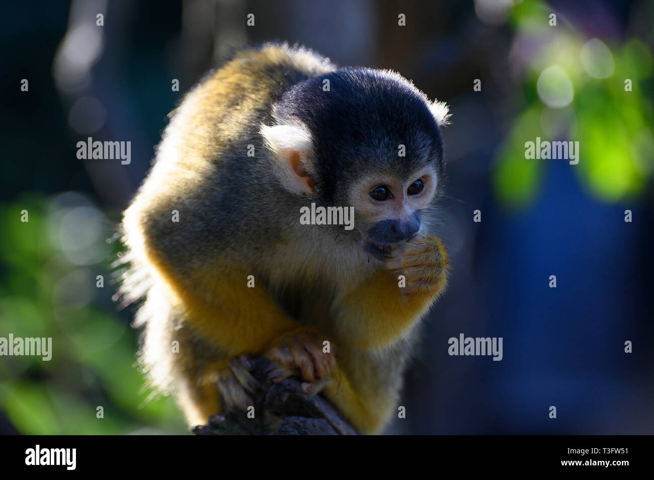 A Black-capped squirrel monkey watching and eating an insect on a ...
