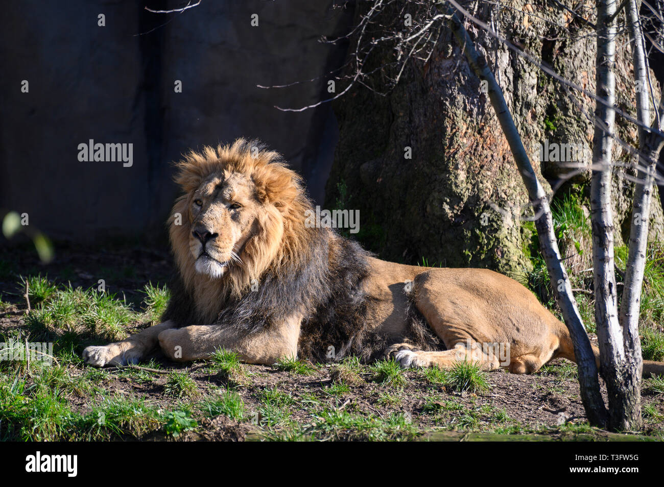 Relaxed lion hi-res stock photography and images - Alamy