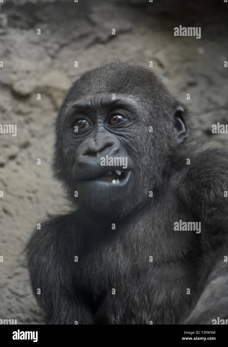 Silverback gorilla teeth hi-res stock photography and images - Alamy