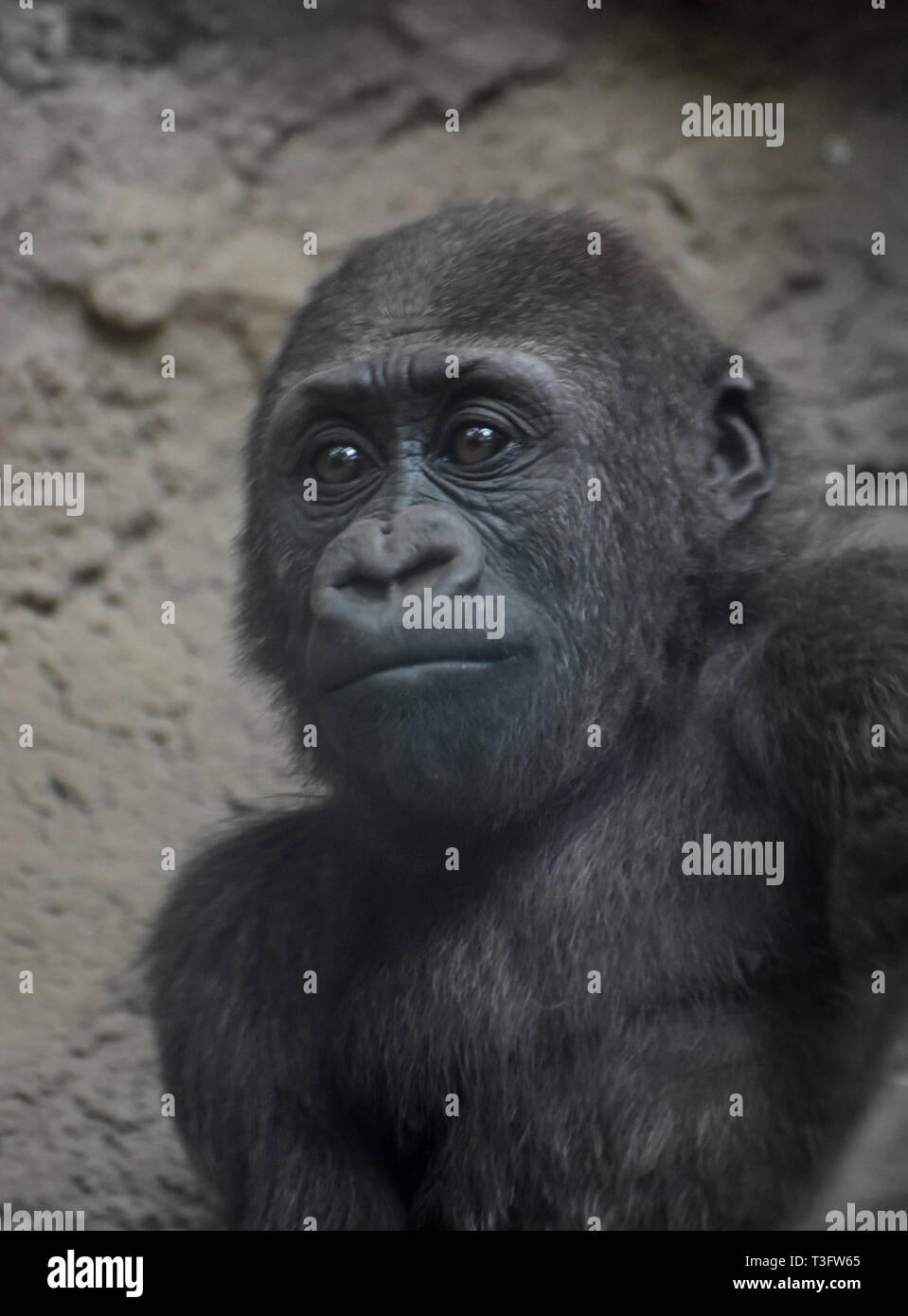 Adorable baby silverback gorilla looking forward Stock Photo - Alamy