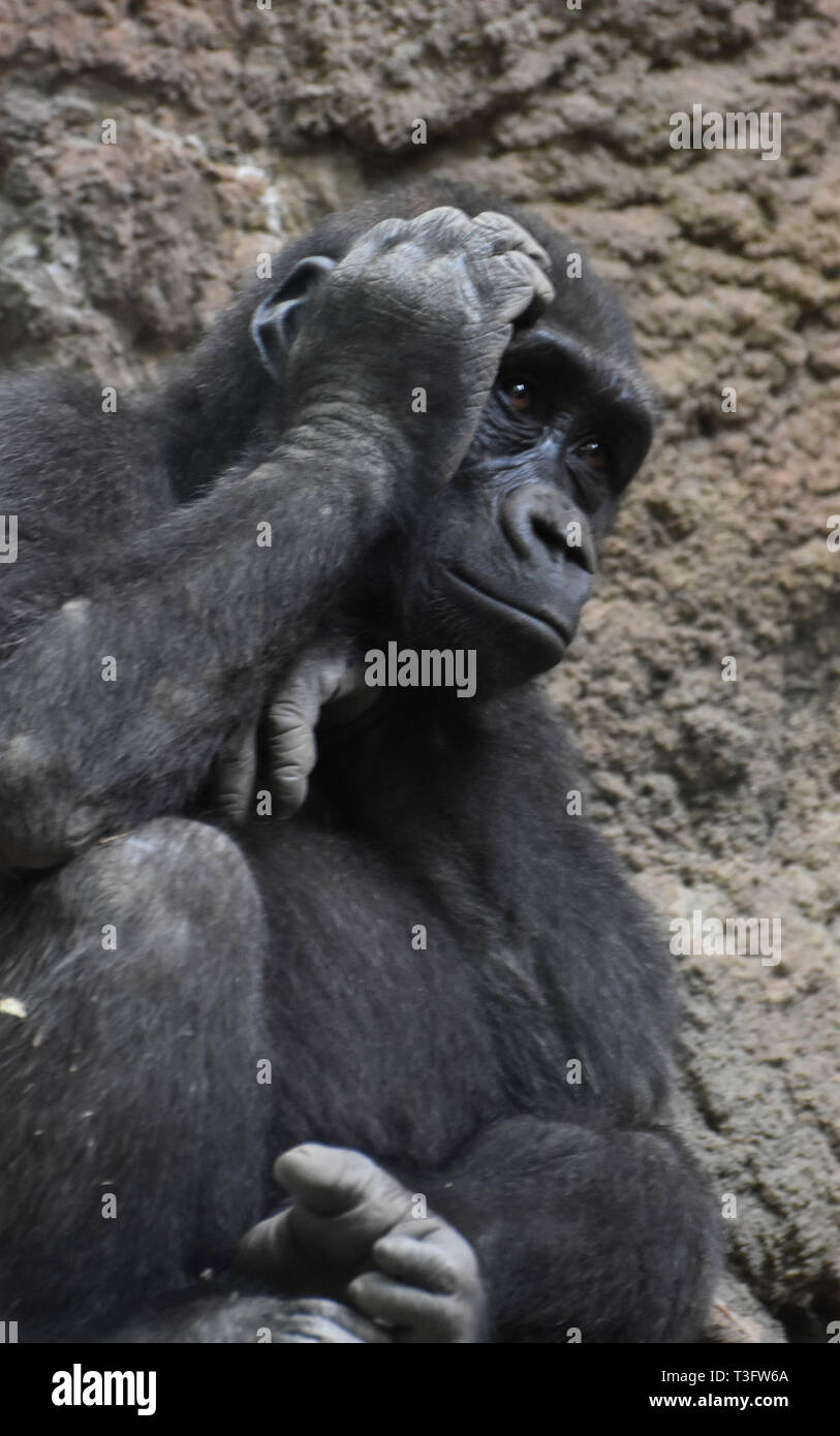 Ape Scratching Head High Resolution Stock Photography and Images - Alamy