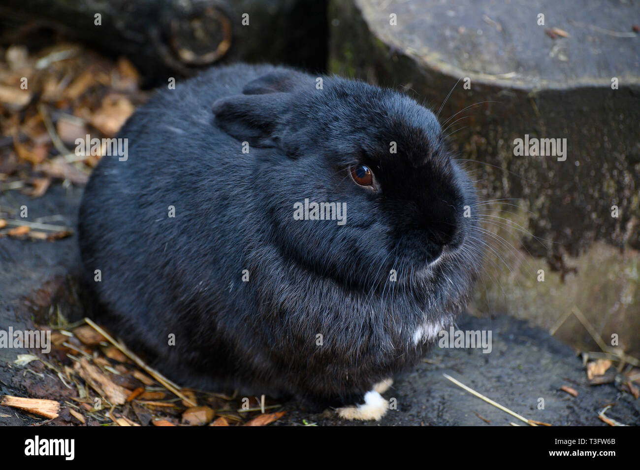 A black European rabbit Stock Photo - Alamy